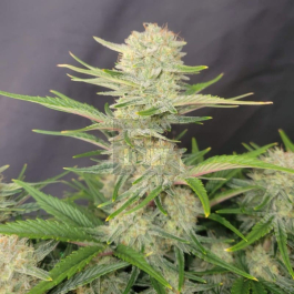 Semillas Autoflorecientes de Apricot Auto de Fast Buds