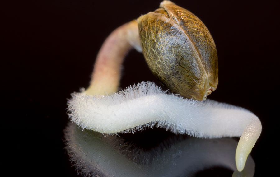 ¿Cómo germinar semillas de marihuana? - Growlobby